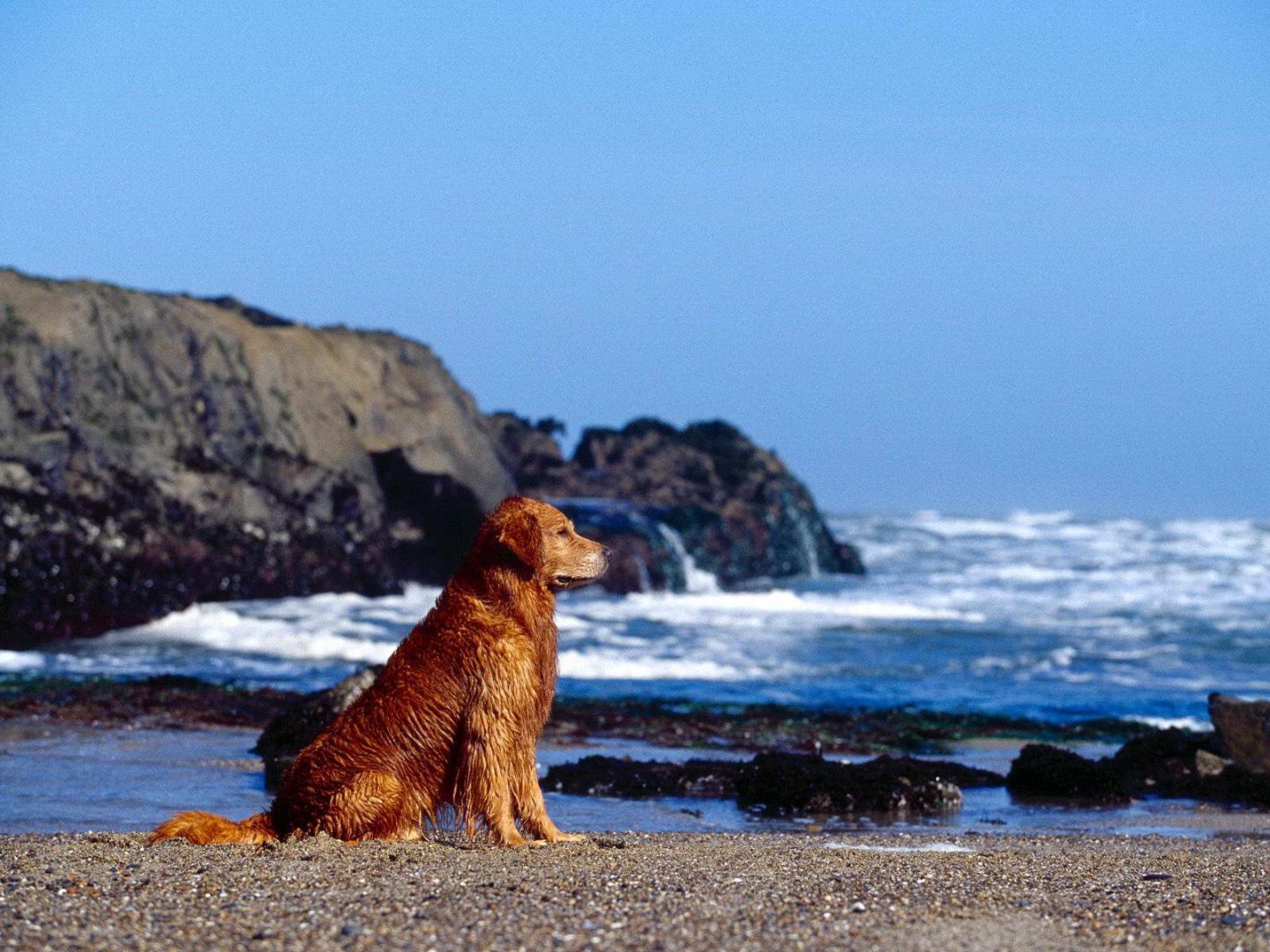 Consejos para pasar con tu perro un gran día de playa – Armando Solís ...