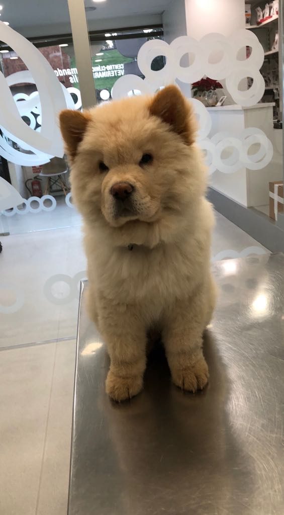 COCO, Chow-Chow de 3 meses de Elena García – Armando Solís – Centro ...